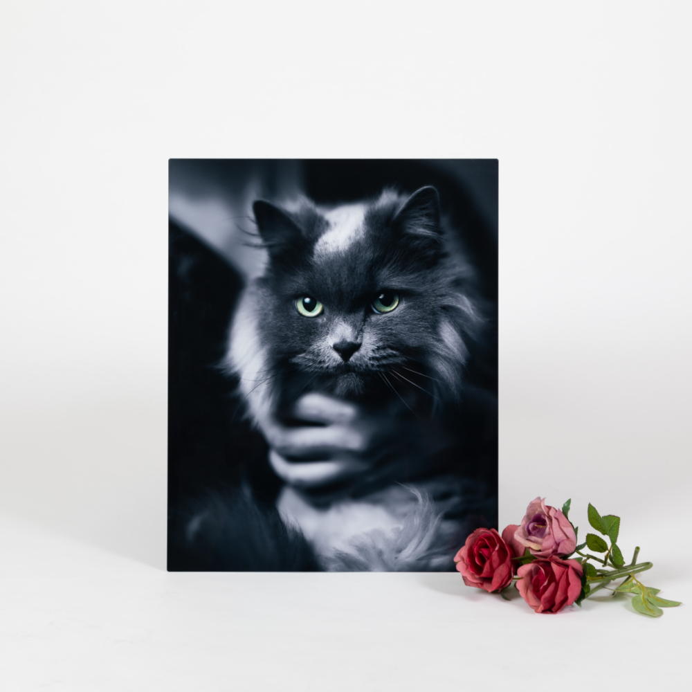 Shooting | ideanimal |イデアニマル | オリジナルペットグッズ通販 | ペット撮影