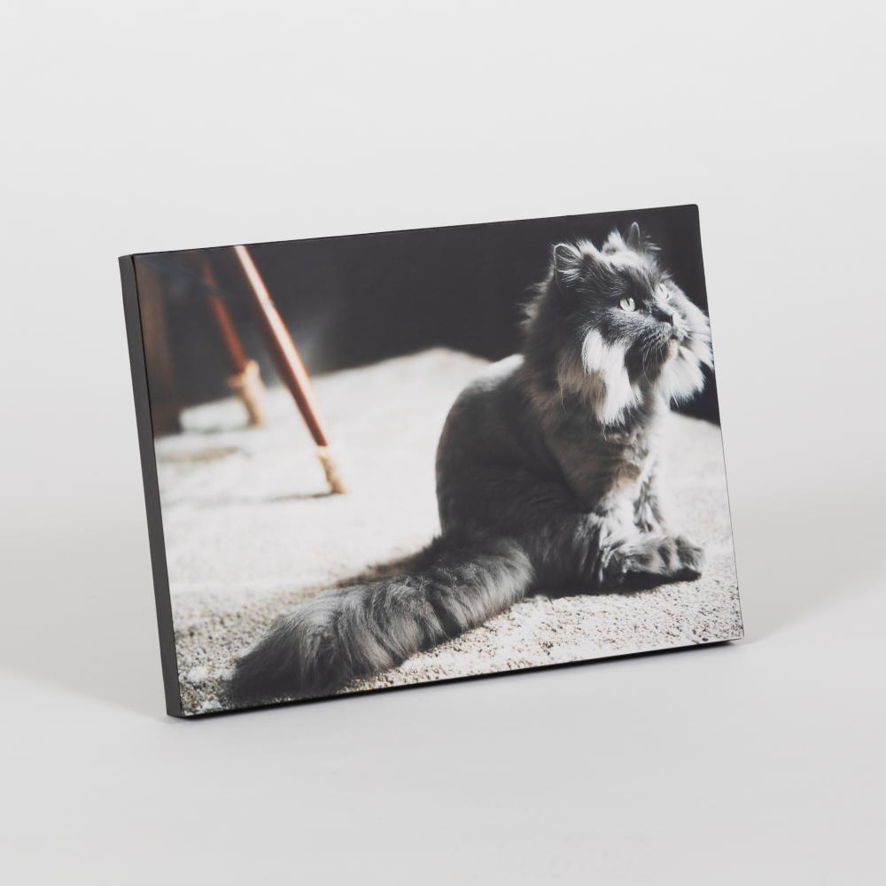 Shooting | ideanimal |イデアニマル | オリジナルペットグッズ通販 | ペット撮影