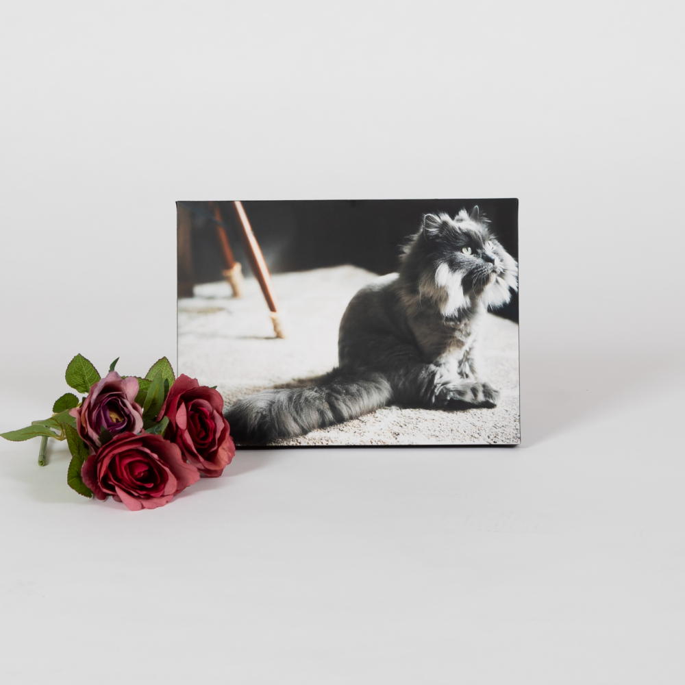 Shooting | ideanimal |イデアニマル | オリジナルペットグッズ通販 | ペット撮影