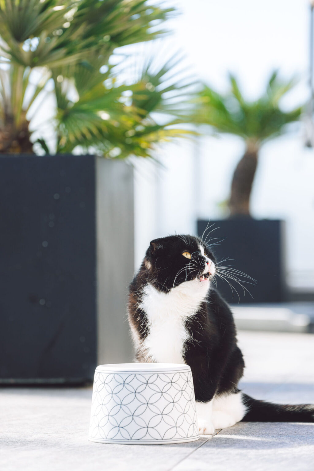 ideanimal |イデアニマル | オリジナルペットグッズ通販 | ペット撮影